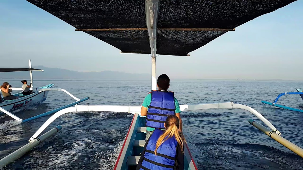 Harga Sewa Perahu Untuk Melihat Lumba Lumba di Pantai Lovina